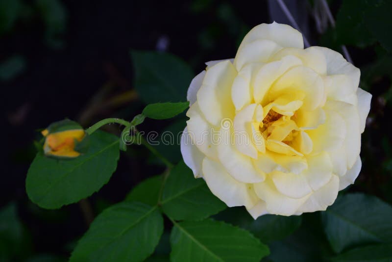 Bush of Yellow White Roses, Yellow Rose Closeup Stock Photo - Image of ...