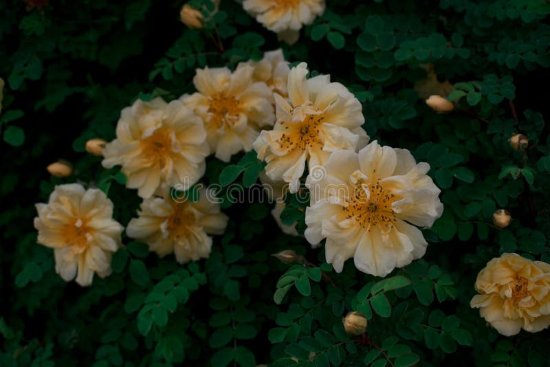Bush of yellow wild roses stock image. Image of macro - 188281421