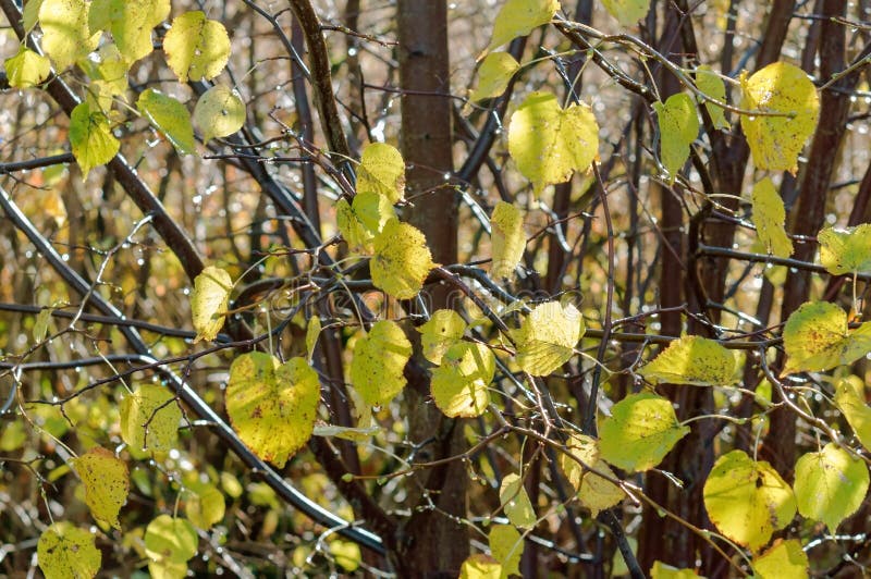 Bush with Yellowed Leaves, Yellow Leaves in Autumn Stock Image - Image ...