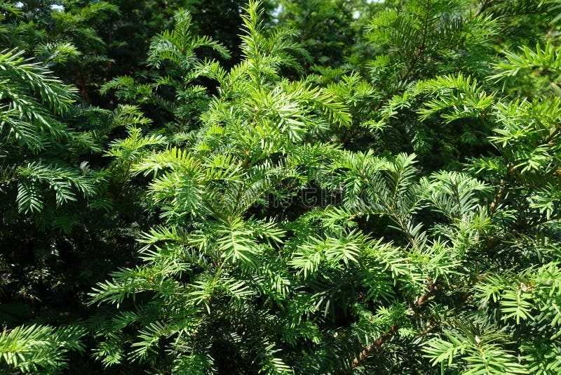 Bush of Yew with Spring Foliage Stock Image - Image of emerald, growth ...