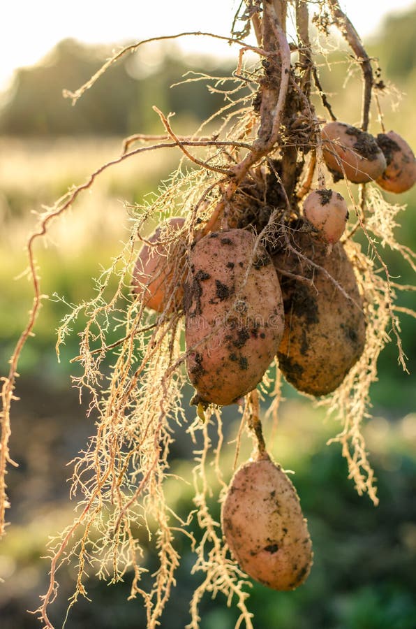 A Bush of Young Fresh Potatoes Stock Photo - Image of harvesting, dirt ...