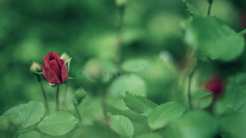 Bush of Young Red Rose Flower in the Summer Garden Stock Image - Image ...