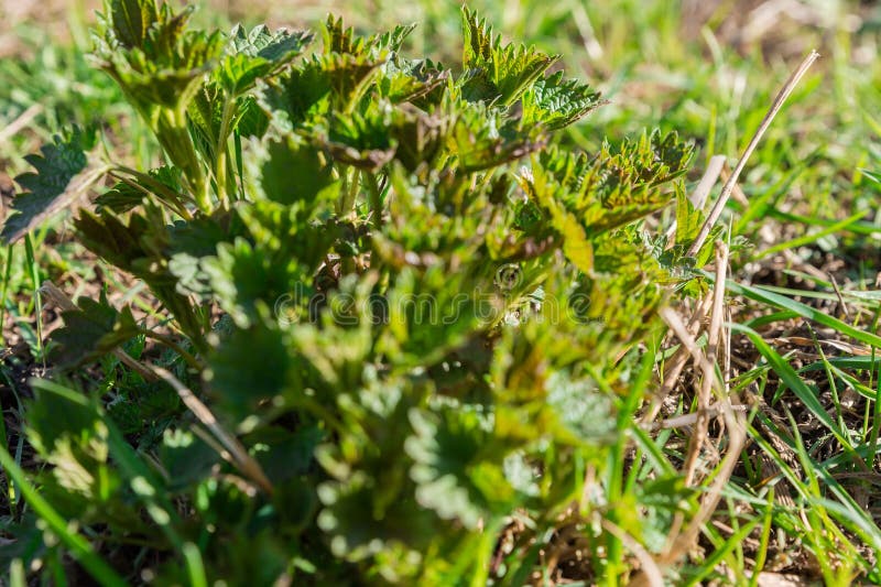 Bush of Young Stinging Nettle Backlit, Bottom View, Selective Focus ...