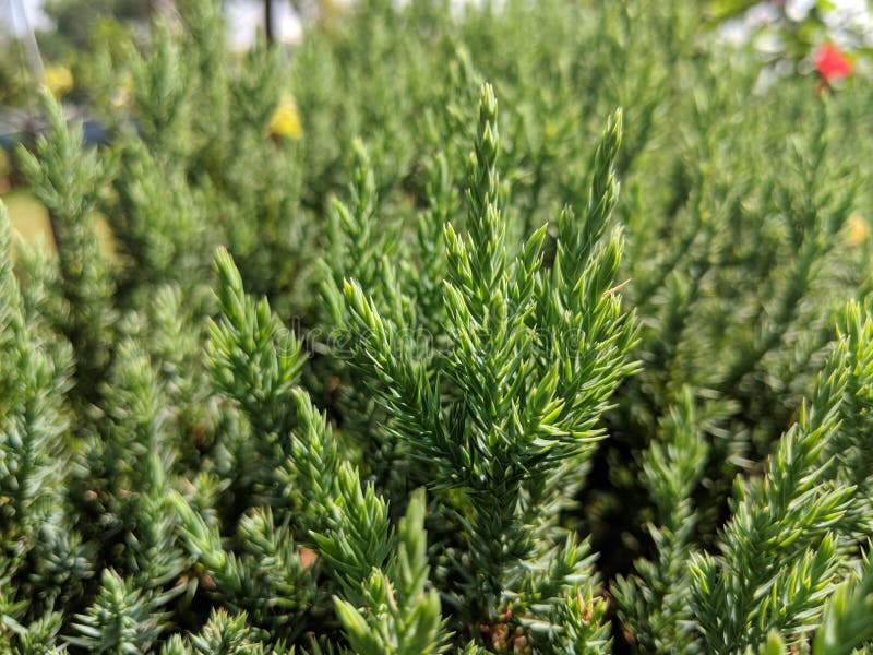 Bush stock photo. Image of zoomed, wallpaper, bush - 128099904