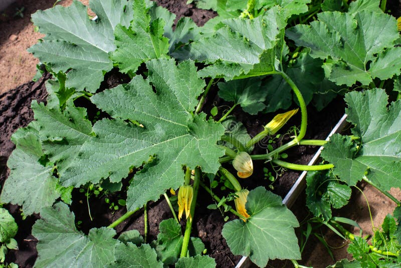 Bush with Zucchini in the Greenhouse Horticulture and Crop Stock Photo ...