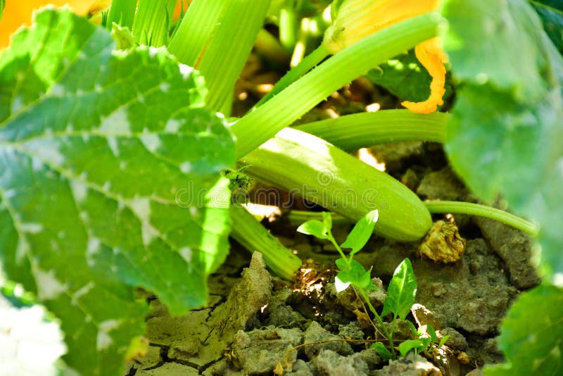 Bush Zucchini plant stock photo. Image of health, harvest - 118252008