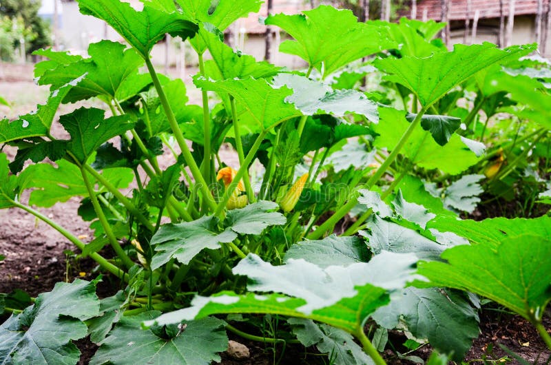 Bush Zucchini plant stock image. Image of agriculture - 94605667