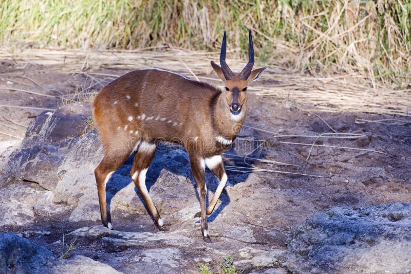 African Bushbuck Antelope stock photo. Image of savanna - 19330216