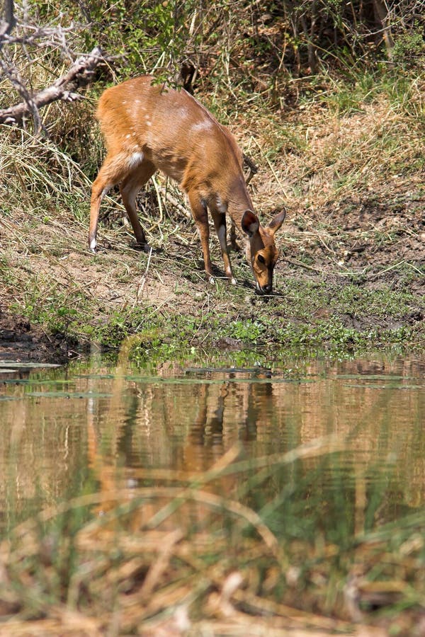 Bushbuck stock image. Image of parks, ears, buck, mammal - 1438313