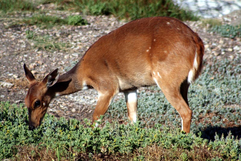 Bushbuck stock image. Image of tragelaphus, bush, africa - 15098335