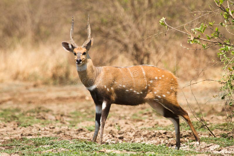 Bushbuck stock image. Image of mammals, grass, flaura - 17929463