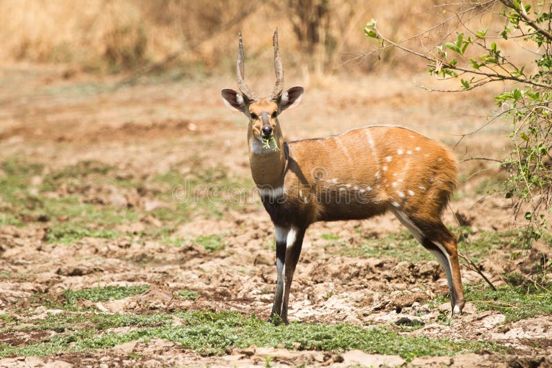 Bushbuck stock photo. Image of game, african, herbivore - 7644650