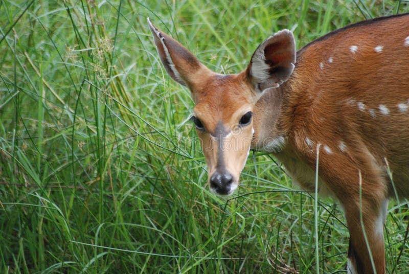 Bushbuck (African Deer) Doe Stock Photo - Image of animals, graceful ...