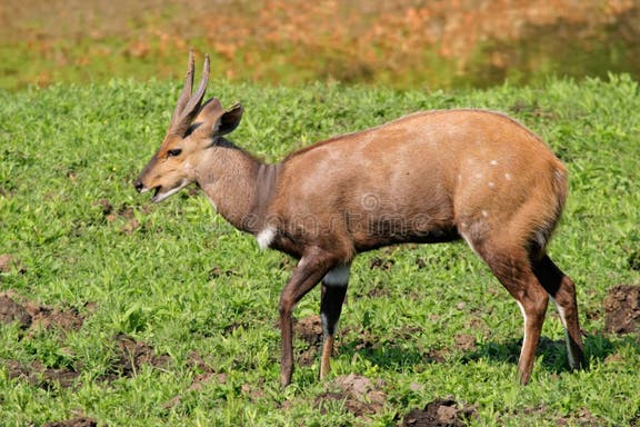 Bushbuck antelope stock photo. Image of mammal, plants - 24645010