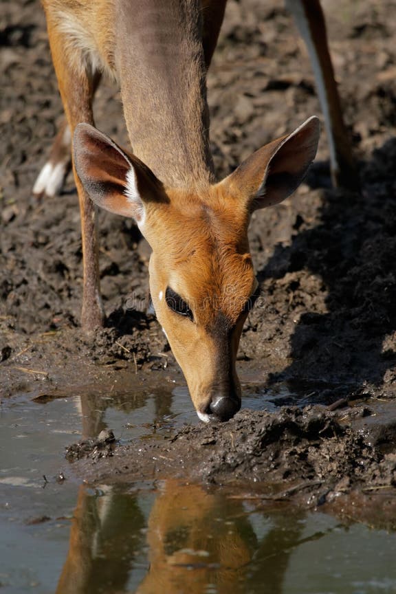 Bushbuck antelope stock image. Image of water, wildlife - 8063245