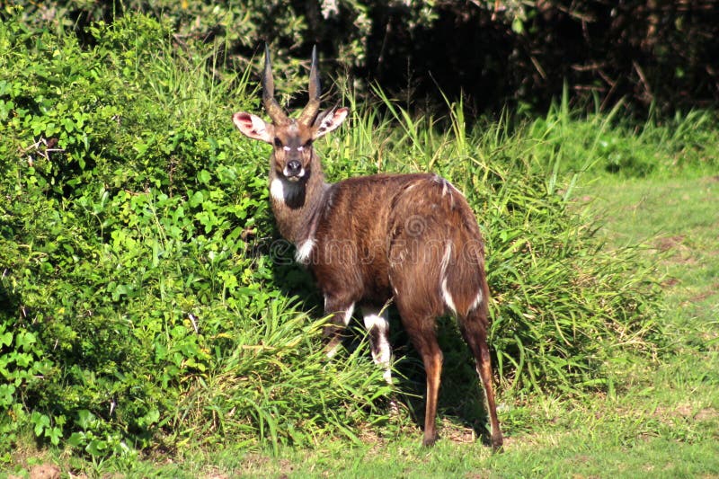 Bushbuck stock photo. Image of horns, eastern, buck, bull - 70872240