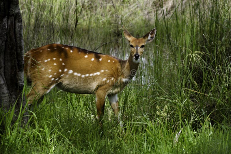 Bushbuck female, Okavango stock photo. Image of bushbuck - 11192944