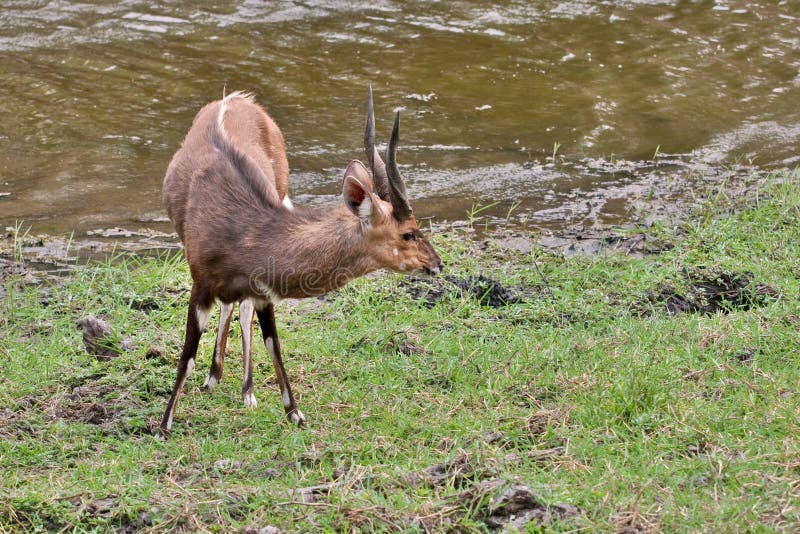 Bushbuck antelope stock photo. Image of mammal, plants - 24645010