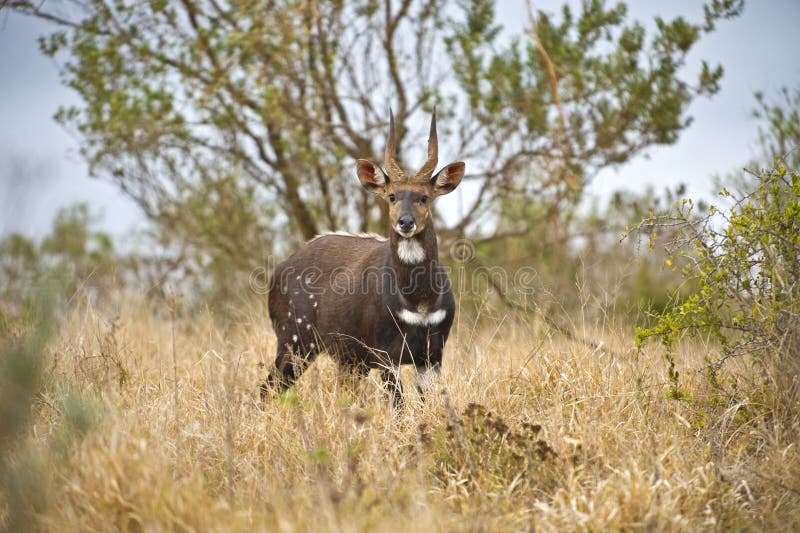 Bushbuck Ram stock image. Image of antelope, ecology, tourism - 6994601
