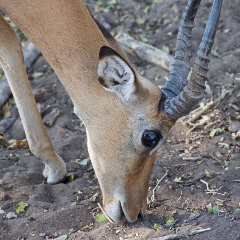 Bushbuck with Reflection from the Eye Stock Image - Image of square ...