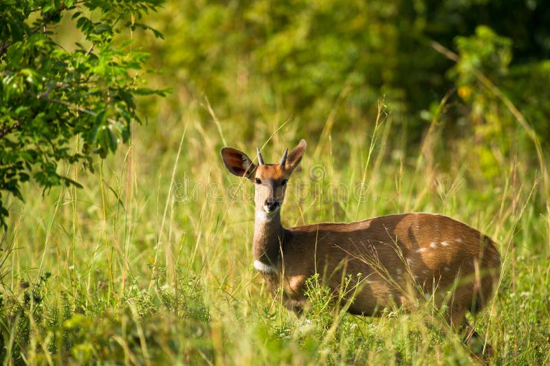 Bushbuck stock photo. Image of game, african, herbivore - 7644650