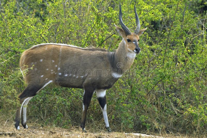 Bushbuck {Tragelaphus Scriptus} Stock Image - Image of southafrica ...