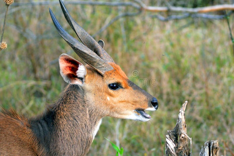 Bushbuck (Tragelaphus Scriptus) Stock Image - Image of africa, africana ...