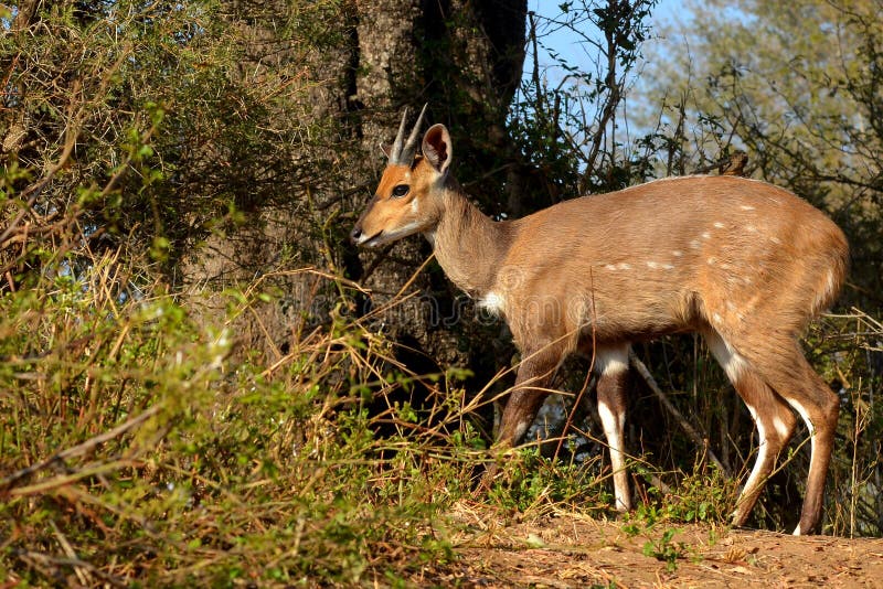 Bushbuck (Tragelaphus Scriptus) Stock Image - Image of bushbuck ...
