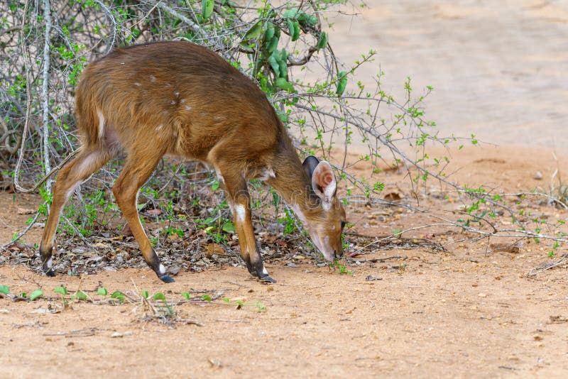 Bushbuck Baby Stock Photos - Free & Royalty-Free Stock Photos from ...
