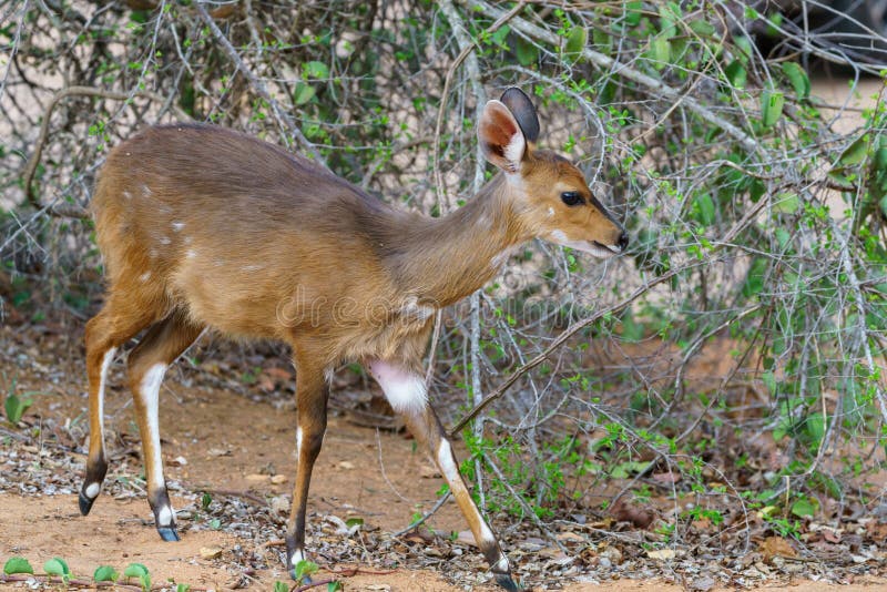 A Baby Bushbuck (Tragelaphus Scriptus) in Trees Shadows, Taken in South ...