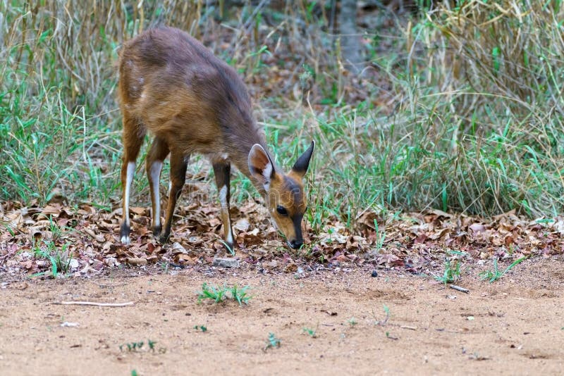 A Baby Bushbuck (Tragelaphus Scriptus) in Trees Shadows, Taken in South ...