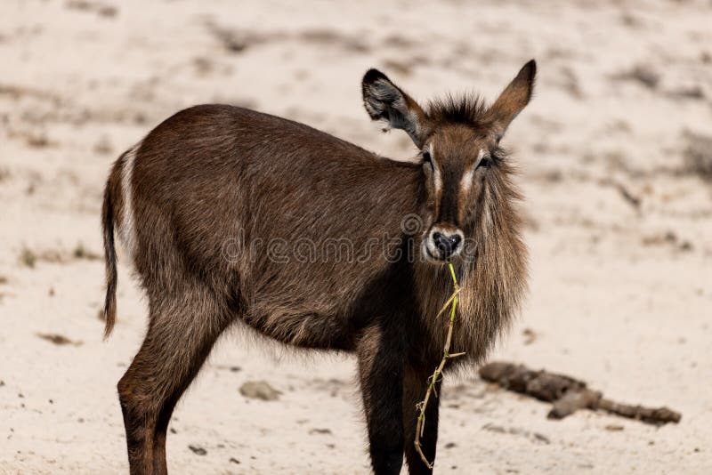 Bushbuck at the Wetlands at Chobe River in Botswana in Africa Stock ...