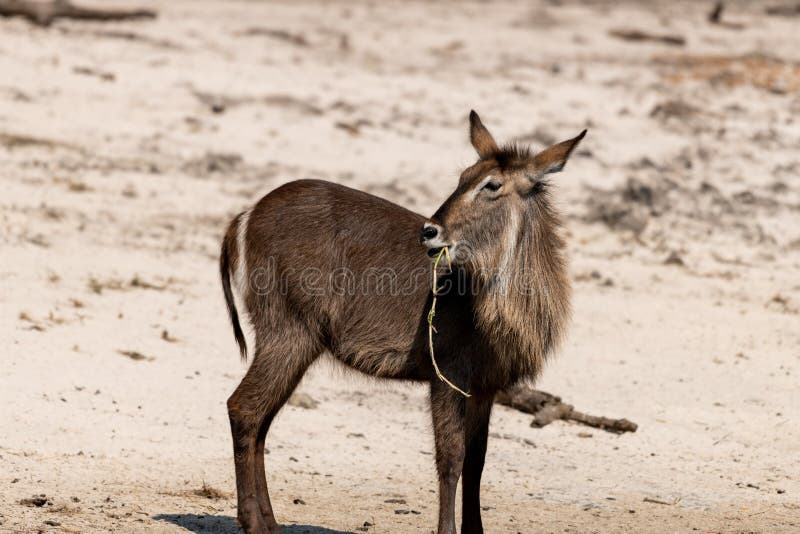 Chobe Bushbuck Stock Photos - Free & Royalty-Free Stock Photos from ...