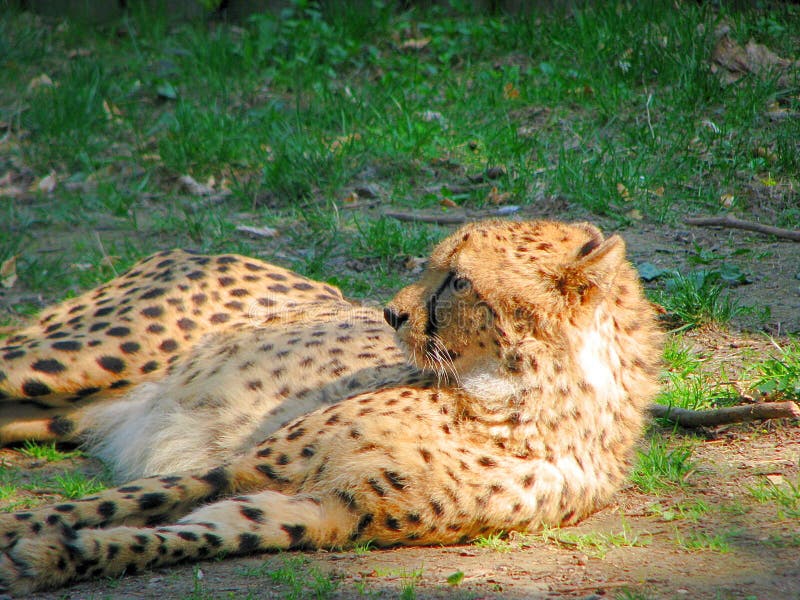 Bushcat imagem de stock. Imagem de descansar, animal - 10702573