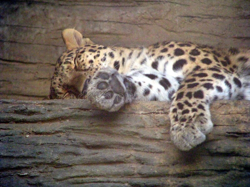 Bushcat stock image. Image of fauna, lying, attractive - 10702603