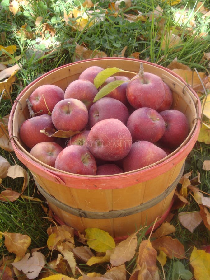 Bushel Basket Full of Red Apples Stock Photo - Image of apples, fall ...