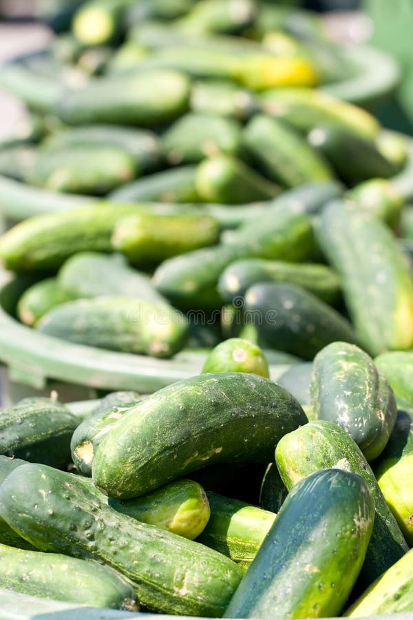 Bushels of Baby Cucumbers Ready To Pickle Stock Image - Image of green ...