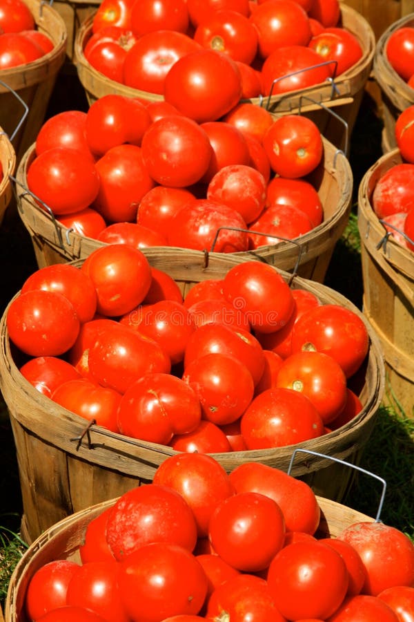 Bushels of Tomatoes stock photo. Image of farm, farmers - 15864334