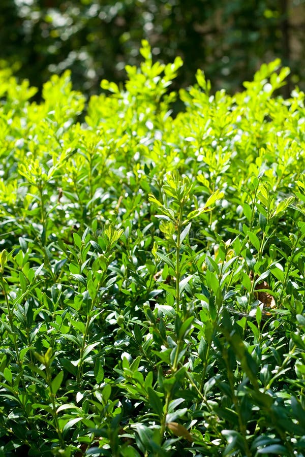 Bushes stock image. Image of bushes, leafs, park, texture - 5860599