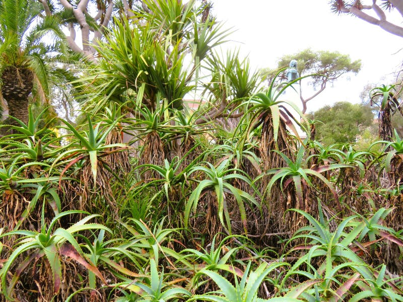Bushes of Aloe Growing in the Ground Stock Image - Image of park, bush ...