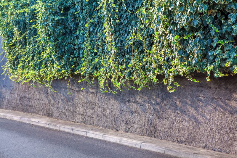 Bushes along the road stock photo. Image of path, background - 155595052