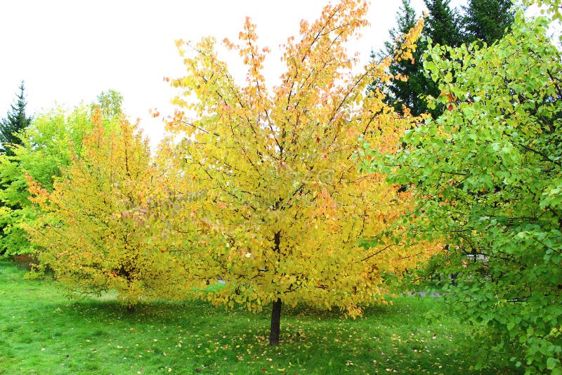Bushes apple autumn stock image. Image of apple, colors - 46099565