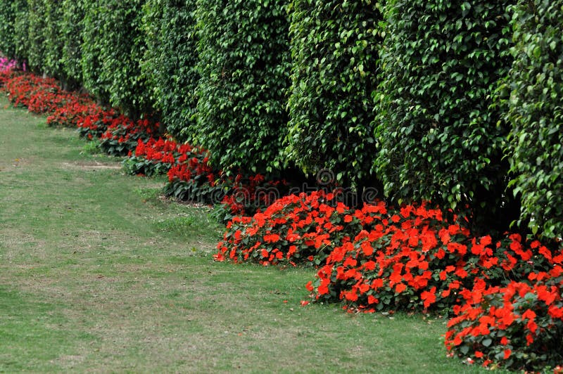 Bushes as wall in line stock image. Image of bush, line - 24436511