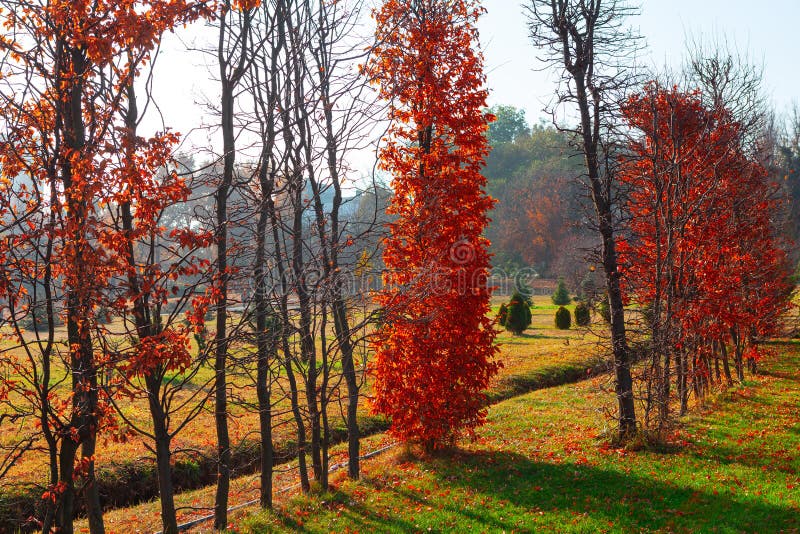Bushes in autumn park stock photo. Image of colorful - 253144040