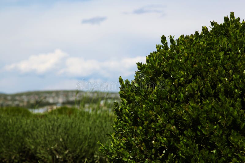Bushes stock image. Image of natural, background, blue - 40926843
