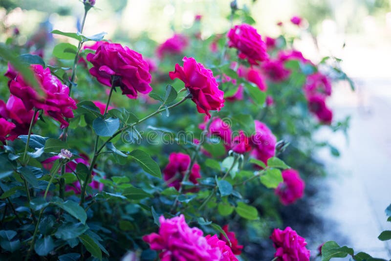 Bushes of Beautiful Pink Roses Stock Photo - Image of nature, garden ...