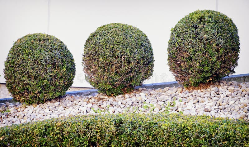 Bushes stock photo. Image of evergreen, backgrounds, plant - 36009760