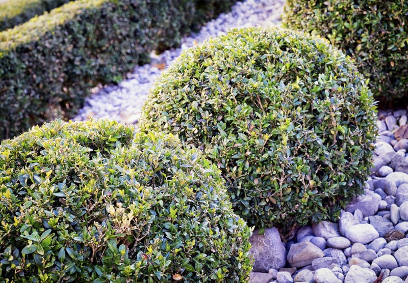 Bushes stock photo. Image of back, hedge, circle, botany - 36057352