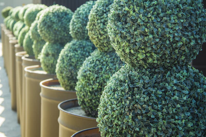 Bushes stock image. Image of outdoors, freshness, cultivated - 45394759