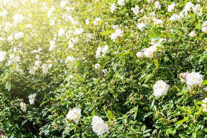 Bushes of Beautiful White Roses in the Yard on Summer Day Stock Photo ...